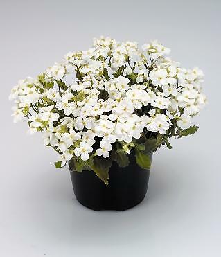 Arabis caucasica Snowfix 250 seeds | eBay