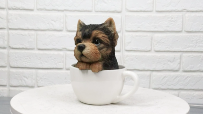 Yorkie Terrier Teetasse Adorable Yorkshire Terrier Micro