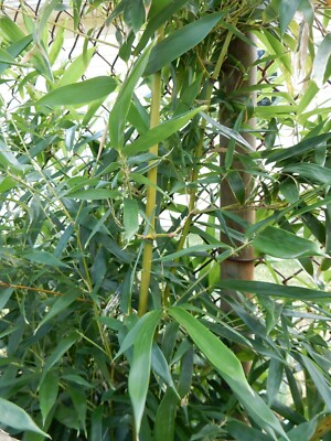 FARGESIA ROBUSTA "Wolong" Bamboo - 1 Plant 12" + Tall | eBay