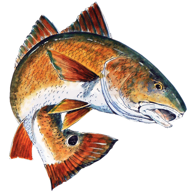 Red Drum Drawing