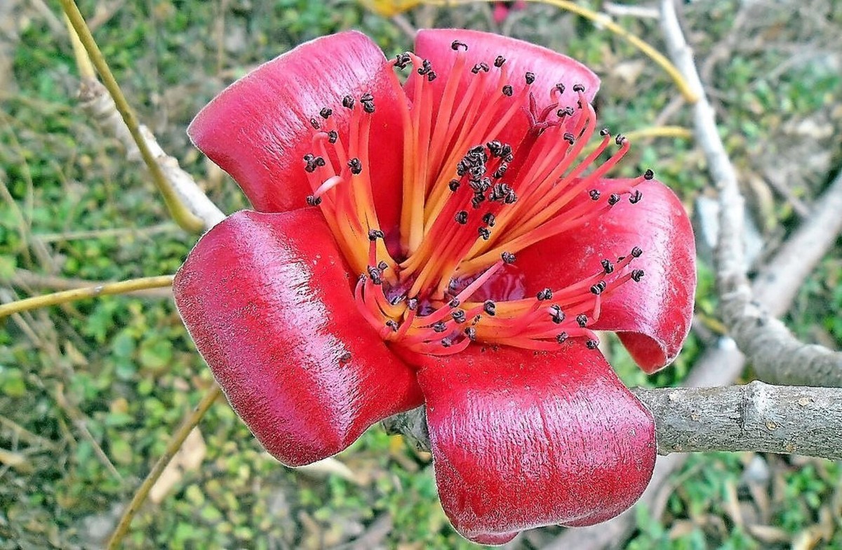 Kapok Tree Flower Ceiba Pentandra – Kapok Tree – Buy Seeds At