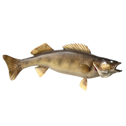 Vintage Large Walleye 26” Taxidermy Taxidermied Real Skin Wall Mount ...
