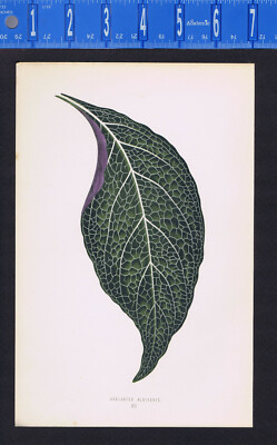 White Veined Adelaster, Adelaster Albivenis, Nerve Plant Peru-Hibberd ...