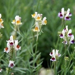 Linaria aeruginea Neon Lights 500 seeds | eBay