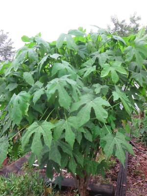 Chaya Mansa Maya True Chaya Spinach Tree Spineless Organic Plant 5 ...