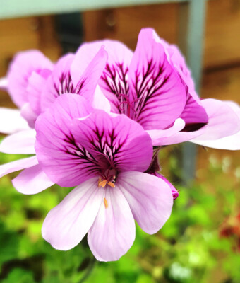 Pelargonium 'Cola Bottles' / Géranium au parfum de cola / Godet | eBay