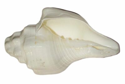 Natural Blowing Sounding Conch-Shankh Conch Shell 17 CM Long Free Ship ...