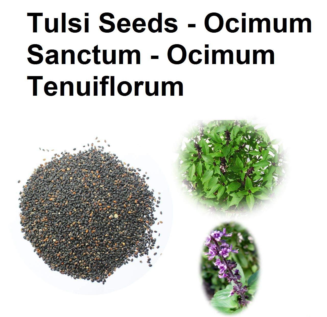 Tulsi Seeds - Ocimum Sanctum - Ocimum Tenuiflorum , 100% Herbal & Pure ...