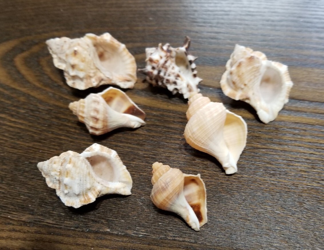 Lot 7 Natural Conch Sea Shells Knobbed Whelk Fighting Seashells Beach ...