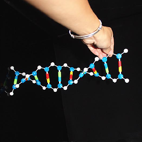DNA Model Kit Biological Molecular Models Double Helix Molecular ...