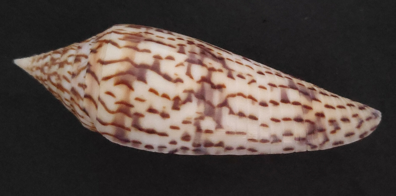 Seashell : Conus ranonganus 63.4mm Rare Gem (From Myanmar) | eBay