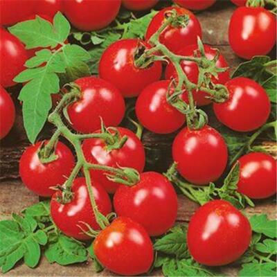 ORGANIC Trailing Tomato Maskotka 20 Seeds, BEST NUMBER 1 Cherry Tomato ...