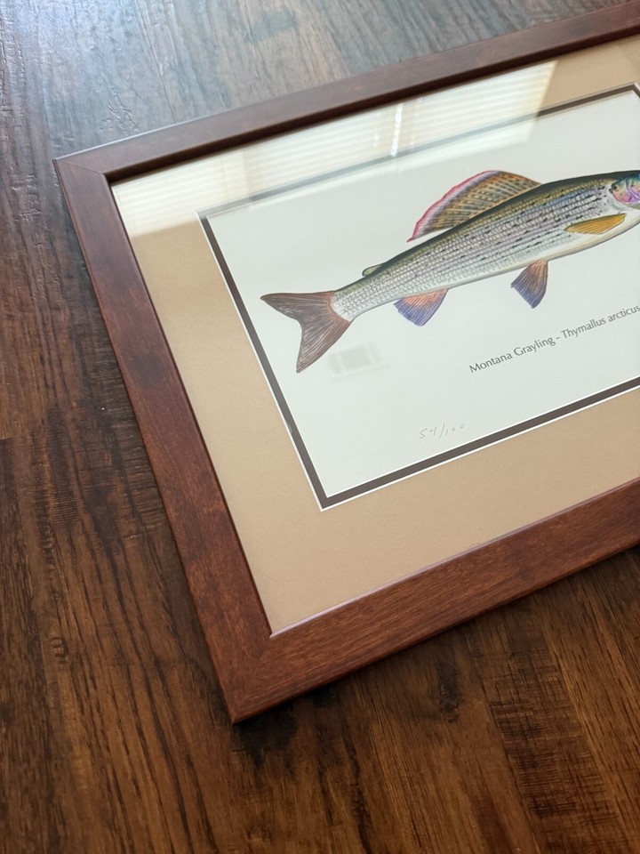 James Prosek "Montana Grayling" Abel Super 4N Fly Reel. W/ Box & Framed ...