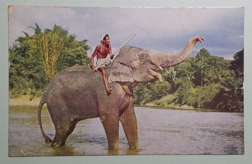 Elephant and Mahour - Kandy, Ceylon Postcard | eBay
