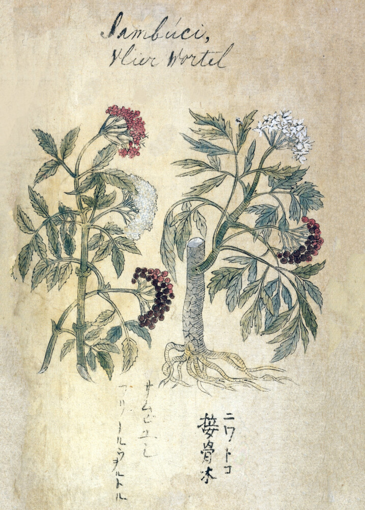 Flower Anatomy Poster | Best Flower Site