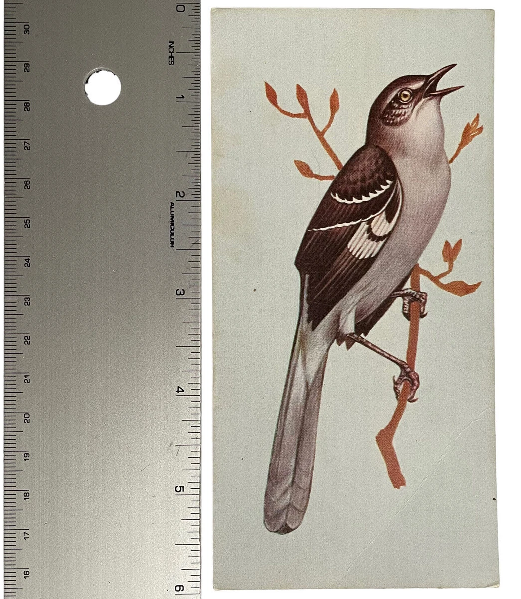 Vintage Mockingbird Illustration