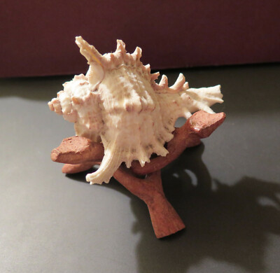 Small Murex Ramosus SeaShell With Stand, Excellent condition | eBay