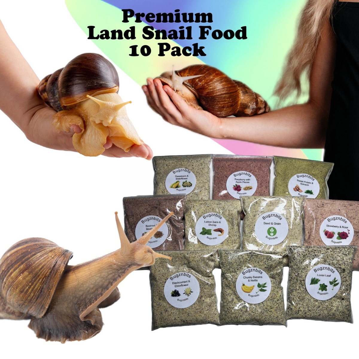 Giant African Snail Eating The Giant African Land Snail