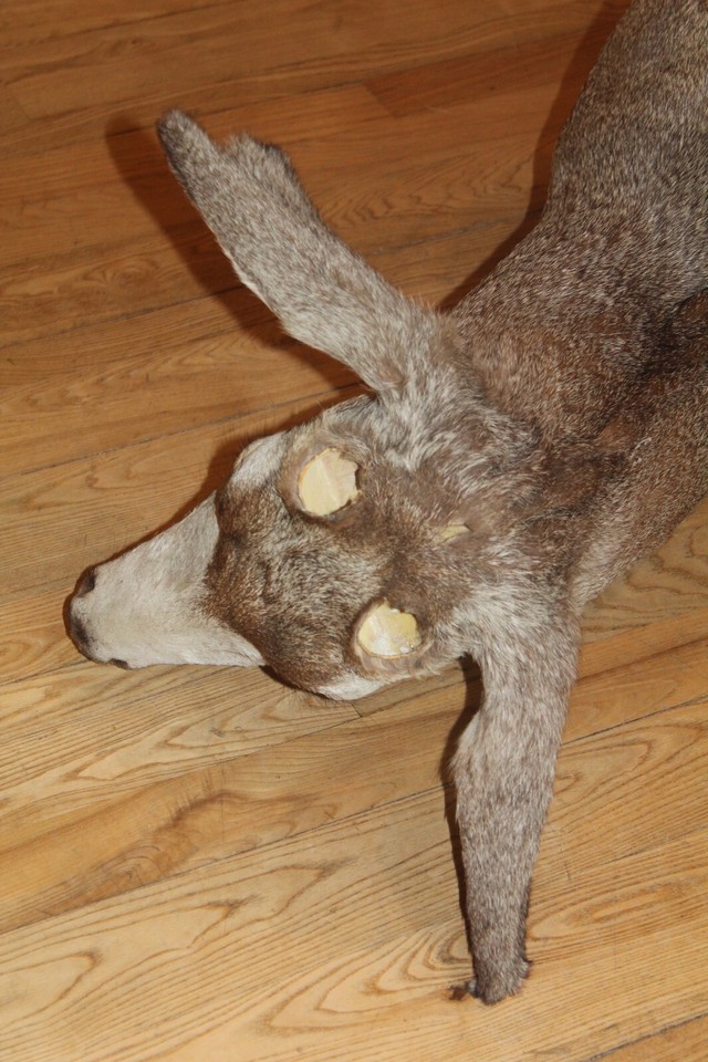 Mule Deer Head Shoulder Mount Taxidermy Mount Antler Hunt Whitetail ...