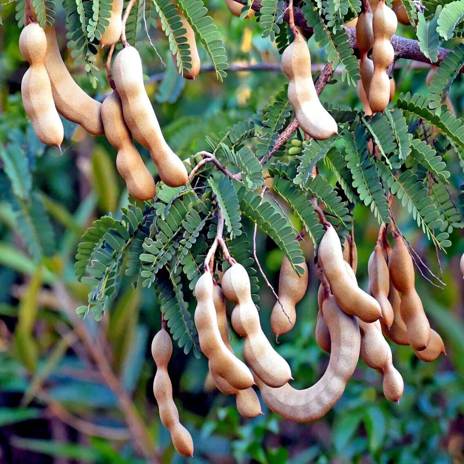 Tamarind Fruit Tree