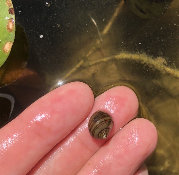 12 Oc Buu Con Mystery Snails Asian Ringed Apple Snail Freshwater Babies ...