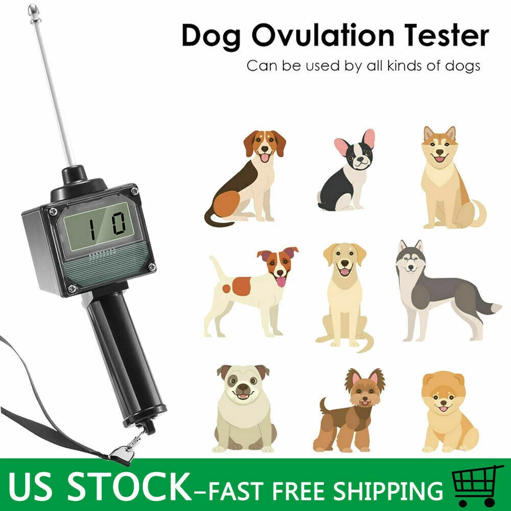 How Long Do Dogs Ovulate