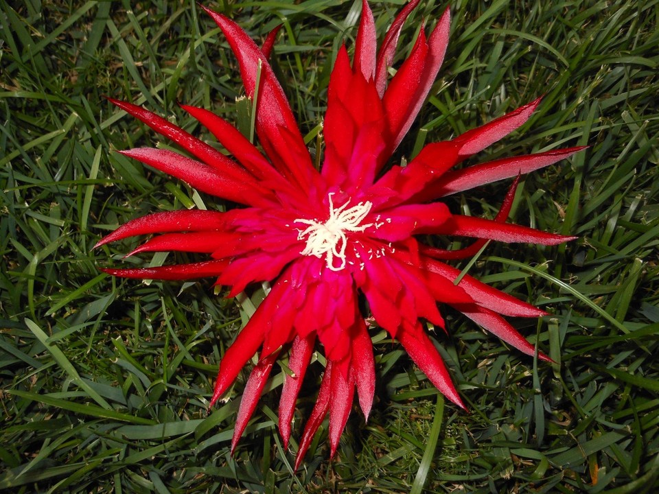 EPIPHYLLUM ORCHID CACTUS RUBY PINWHEEL | eBay