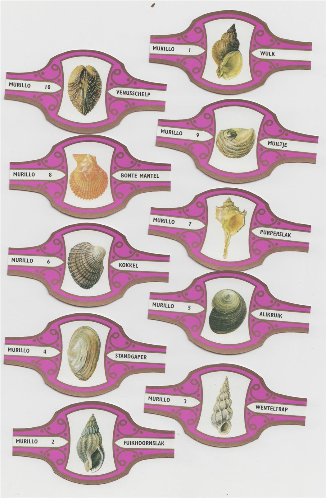 10 cigar bands Mur Beach Shells gold violet | eBay