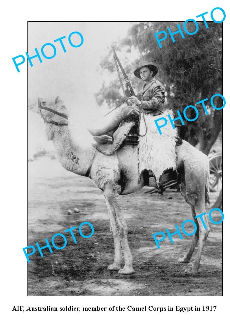 OLD 8x6 PHOTO WWI AIF ANZACS IMPERIAL CAMEL CORPS 1917 EGYPT 1 | eBay ...