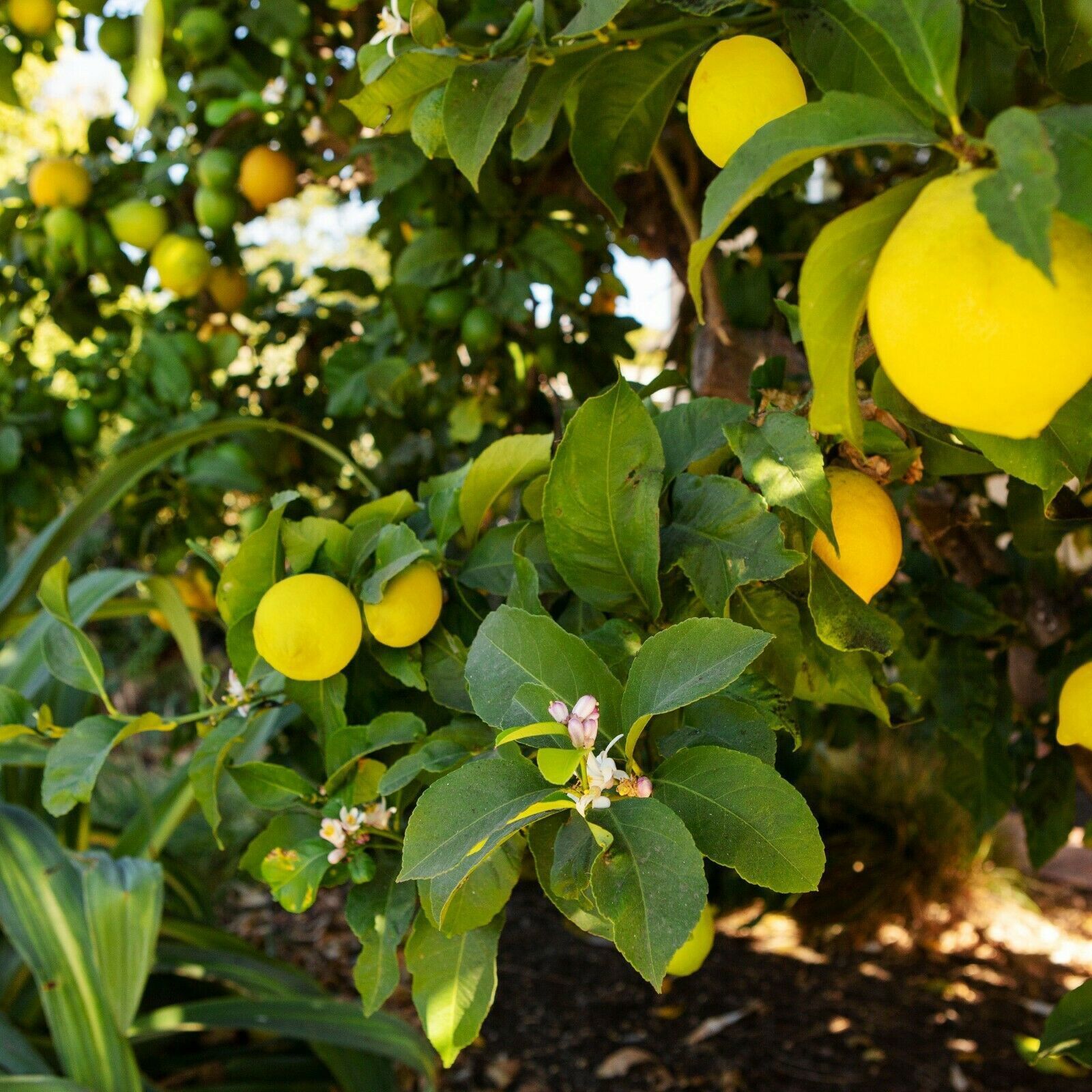 50 Lemon Seeds Lemon Tree Seed Citrus limon Heirloom Organic | eBay UK