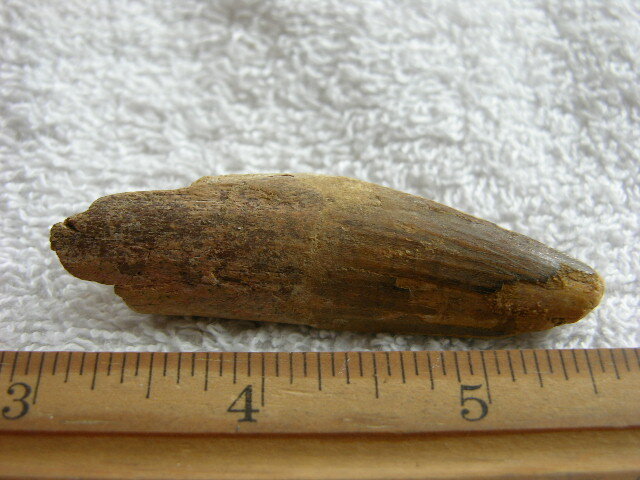 Dinosaur fossil tooth Pliosaurus Jurassic Marine reptile RARE 2.5 inch ...