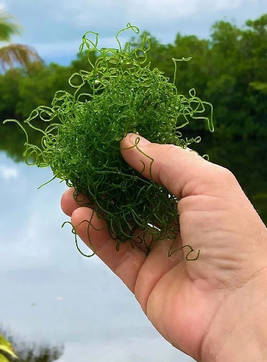 Handfull of Chaetomorpha Macro Algae Chaeto nutrient Export (Best Value ...