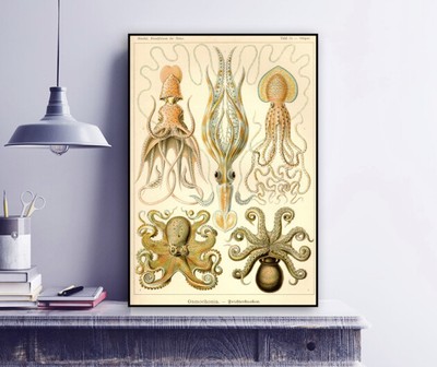 Ernst Haeckel 'Cephalopod' Illustration Print. Drawing, Zoology ...