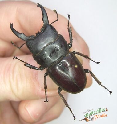Dorcus eurycephalus Jaw Beetle SET x1 A1- Entomology Insect Specimen *NICE*. | eBay