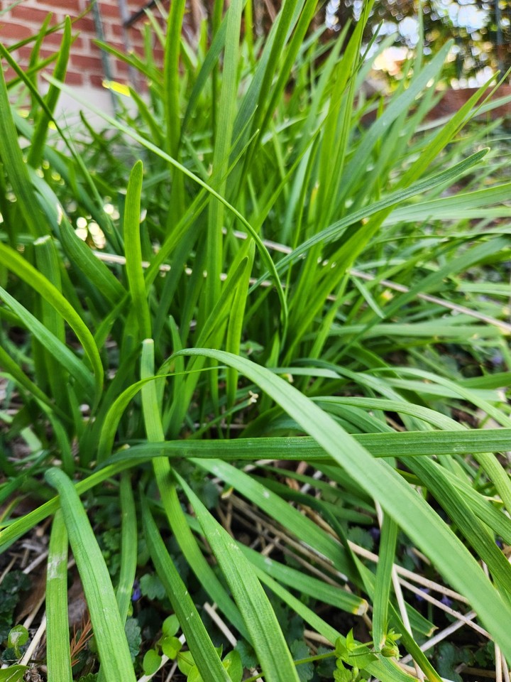 60 Garlic Chives Live Plant Bare Roots, Hardy Perennial Herb 韭菜老根 | eBay