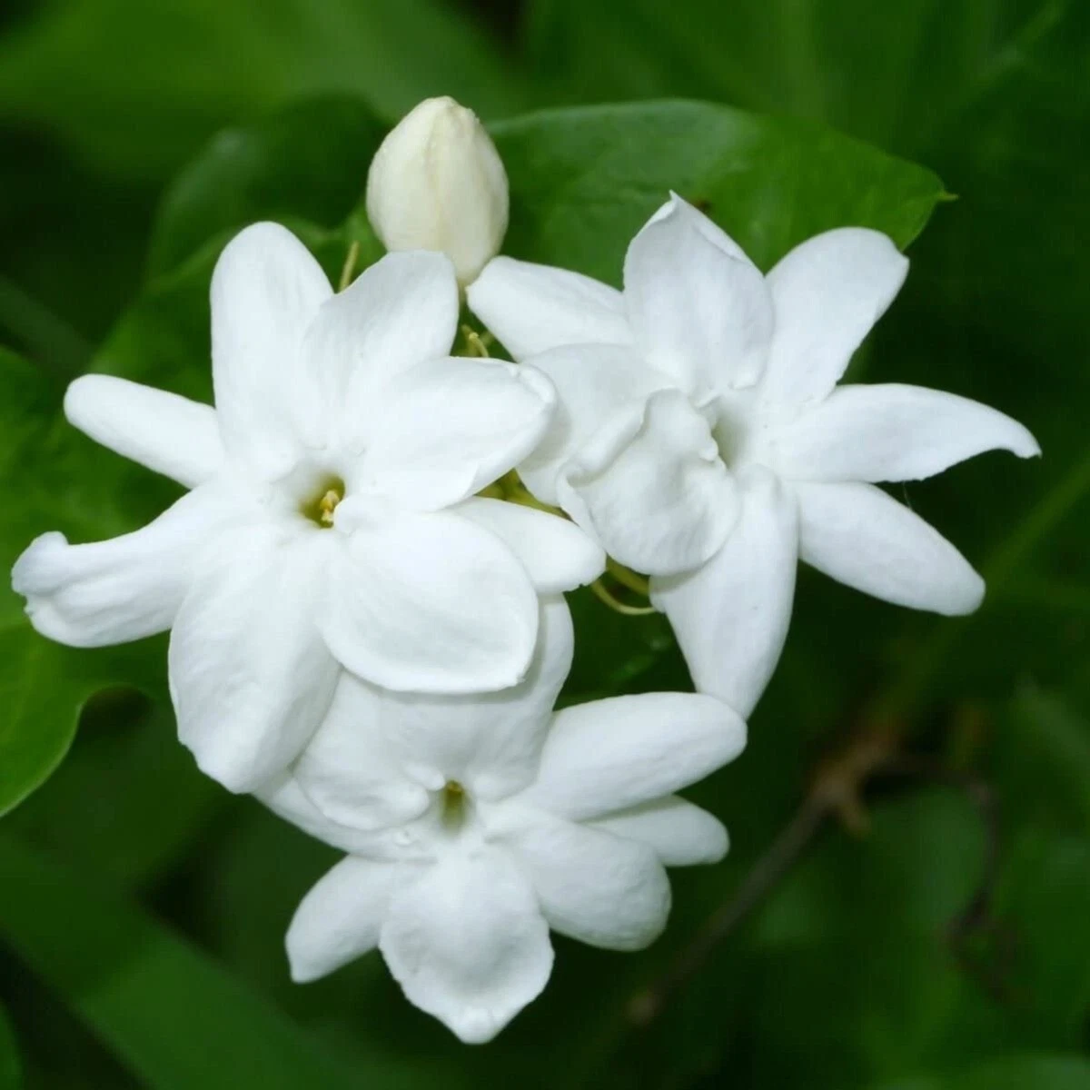 Indonesian National Flower Jasmine | Best Flower Site