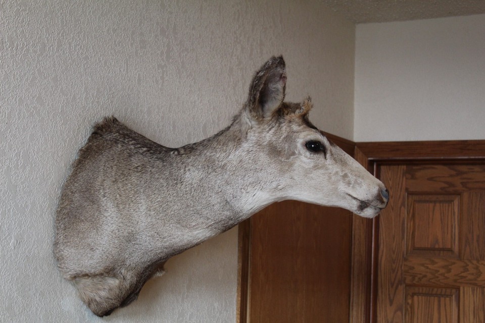 Mule Deer Head Shoulder Mount Taxidermy Mount Antler Hunt Whitetail ...