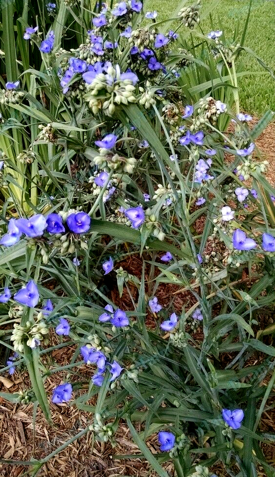Ten (10) - Bluejacket Flower, Spiderwort Lily, Widow Tears ...