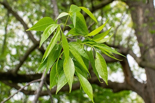 30 White Ash tree seeds Fraxinus americana | eBay