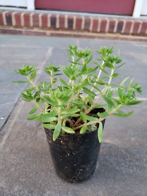 垂盆草 Sedum Sarmentosum Stonecrop Perennial Plant in 2.5" pot Edible ...