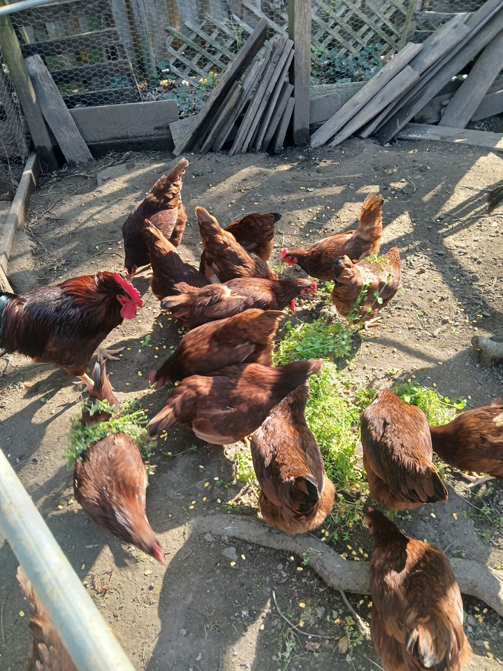 Organically Raised Rhode Island Red Hatching Eggs - 16 | eBay