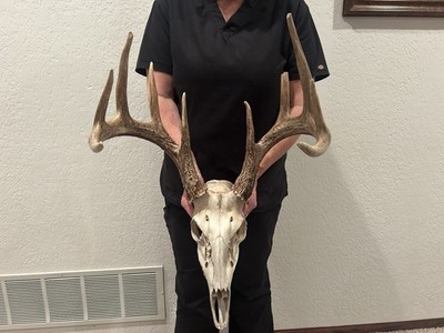 Nice Kansas Whitetail WILD Deer Heavy Dark Antlers Skull Euro Mount ...