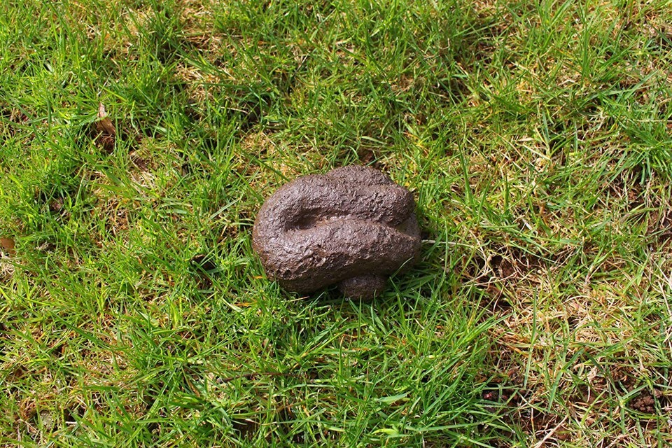 Buster’s Spare Key Hiding Spot - Poop Poo Turd Dog Crap - BigMouth | eBay