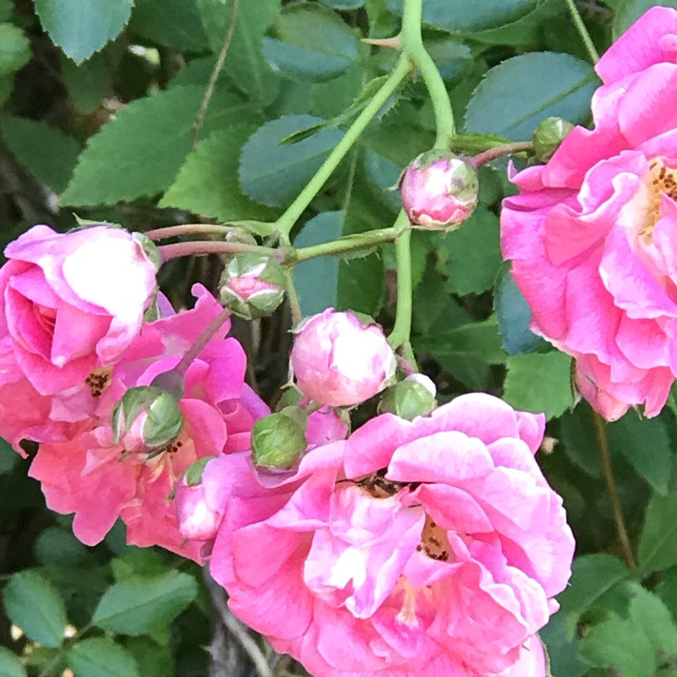 10 Cuttings Heirloom Pink Seven Sisters Roses Climbing Bushes 6 Inch No ...
