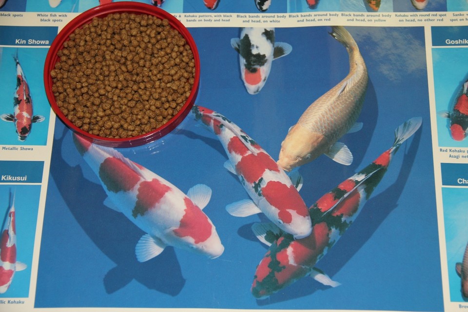 25 lbs. LARGE FLOATING PELLET KOI GROWING FOOD Live Koi Fish Pond ...