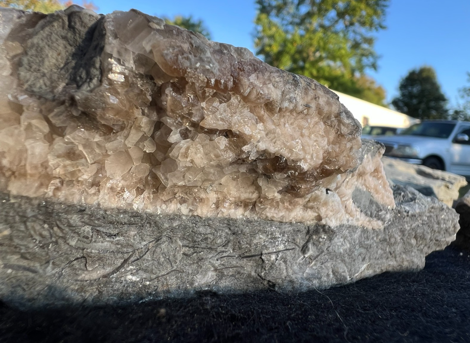 3 OHIO/KENTUCKY UPPER ORDOVICIAN SLABS Fossils Cephalopods Trace ...