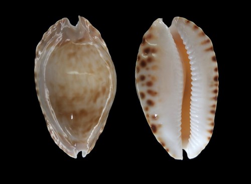 Seashell : Zoila marginata marginata 54.1 mm F+++/Gem (from Australia) | eBay