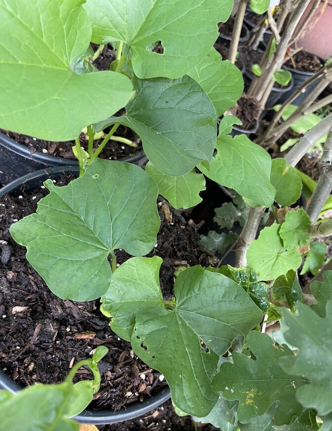 50 seeds long jack beans canavalia ensiformis For Growing | eBay