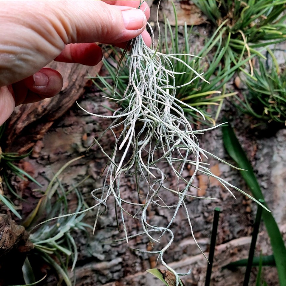 Spanish Moss Tillandsia Usneoides | Trailing Airplant | 12 to 15cm long ...