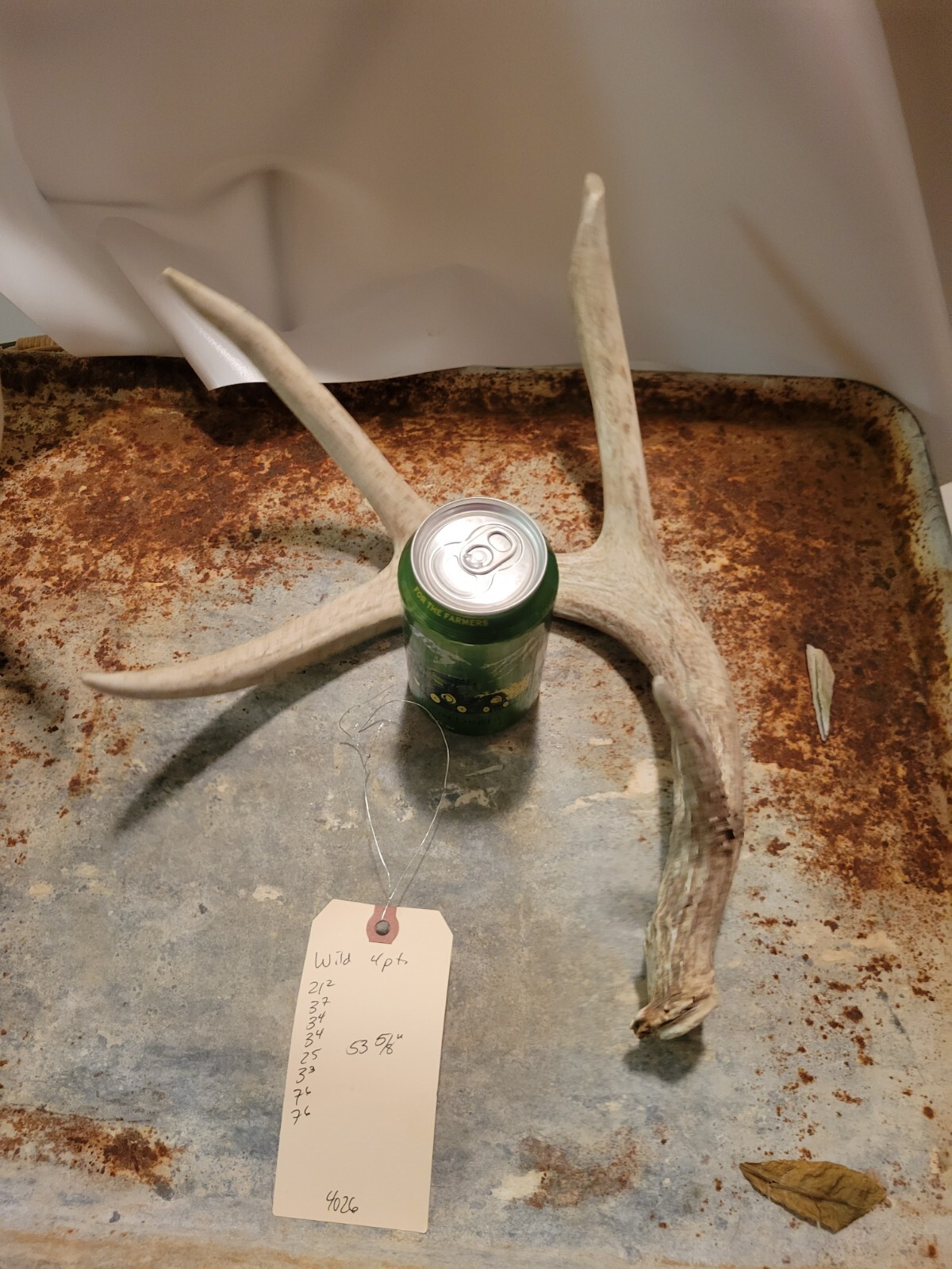 Wild Whitetail Deer Antler Shed Horn Rack Decor Craft 4 Point Typical ...